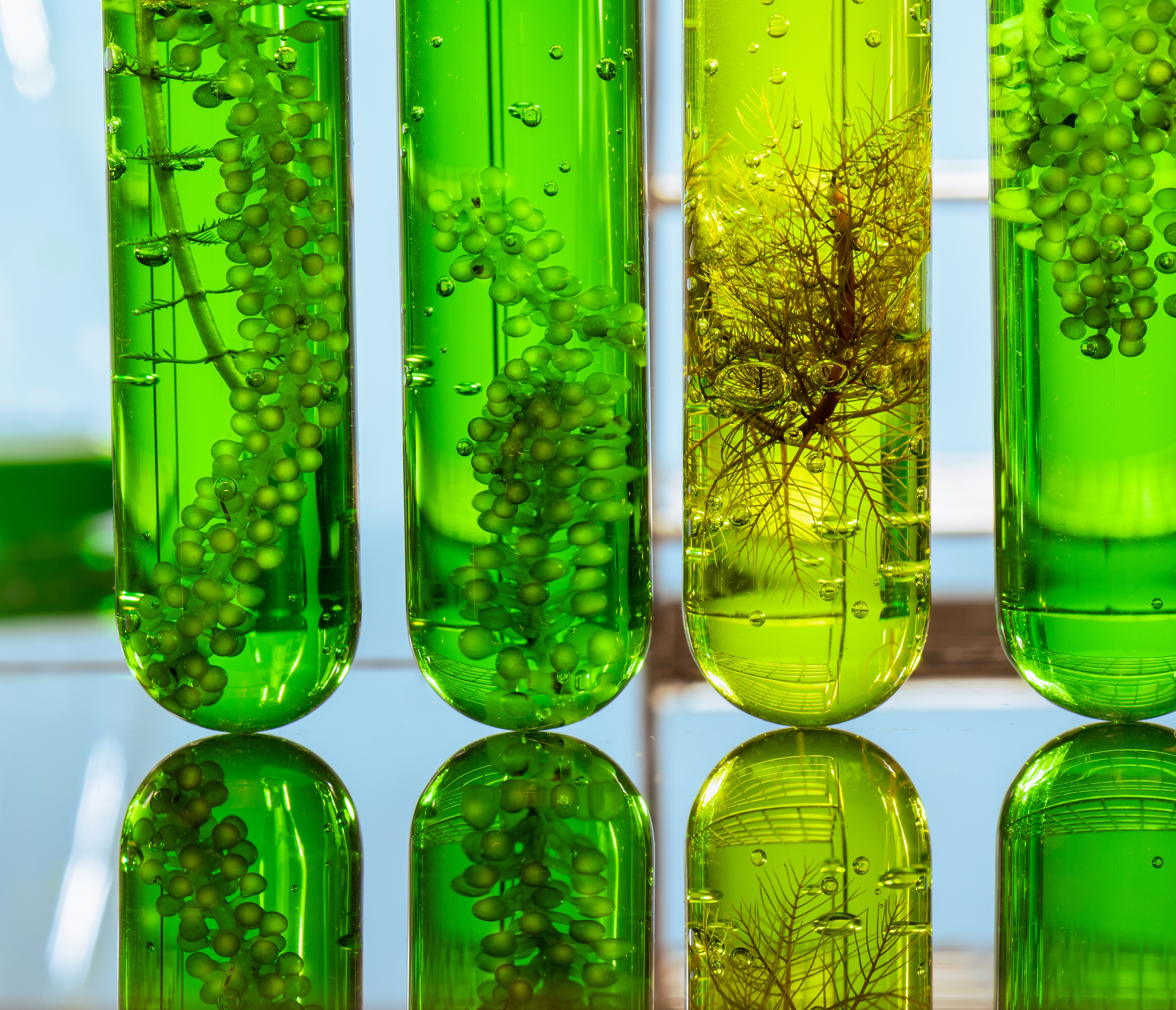 New standard will help determine the amount of lipids in algae - CEN ...